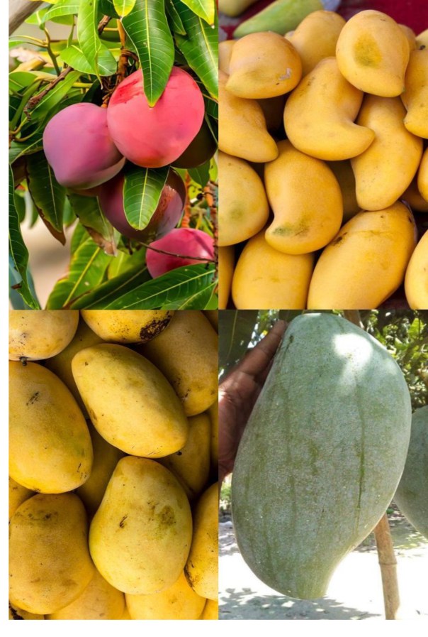 MANGO SEASON: «A DELIGHTFUL TIME FOR PAKISTAN´s MANGO CROPS AND ...